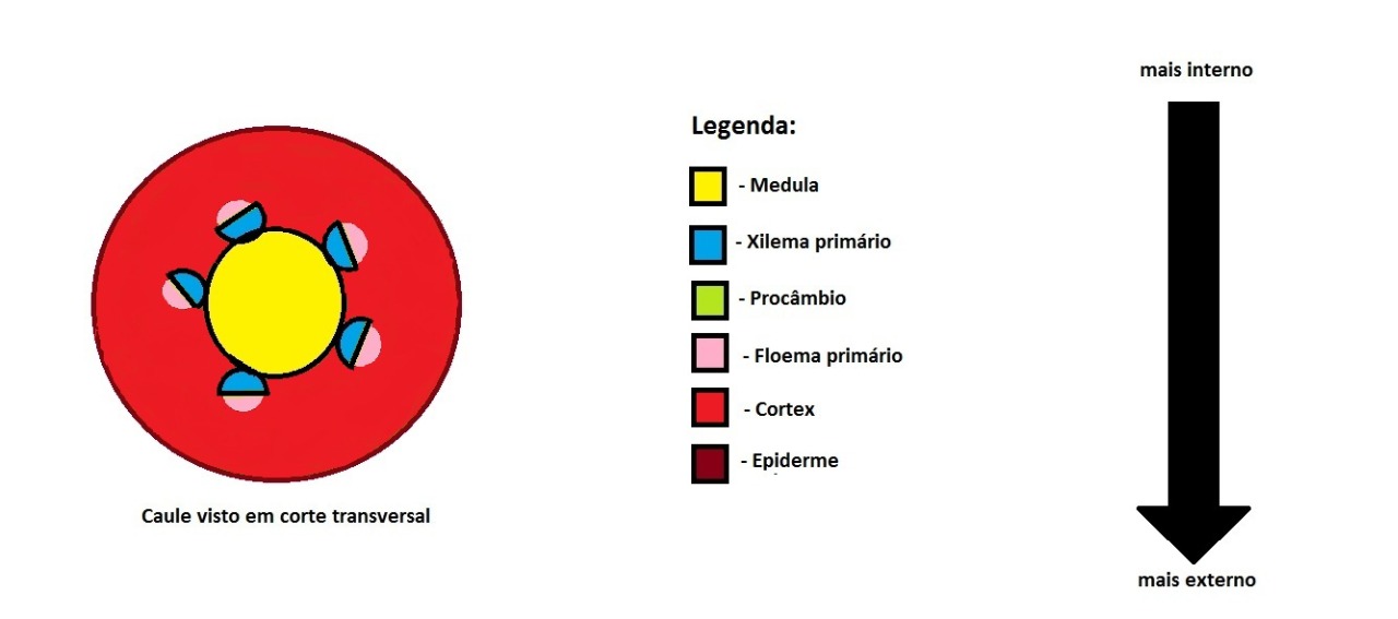 Caule :: Botânica em Foco